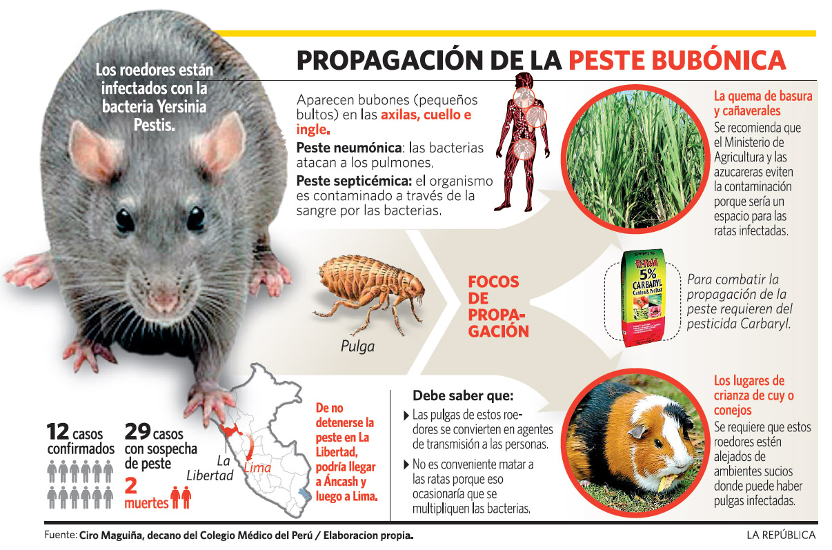 La peste bubónica #infografia #infographic #salud | Infografías en ...