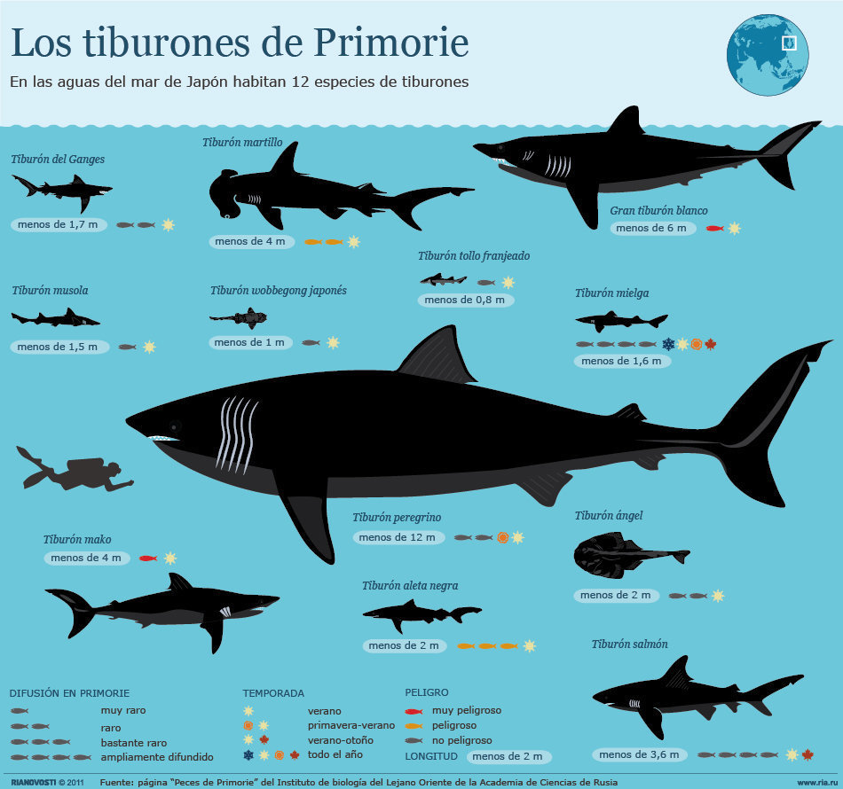 Los tiburones de Primorie #infografia #infographic | Infografías en ...