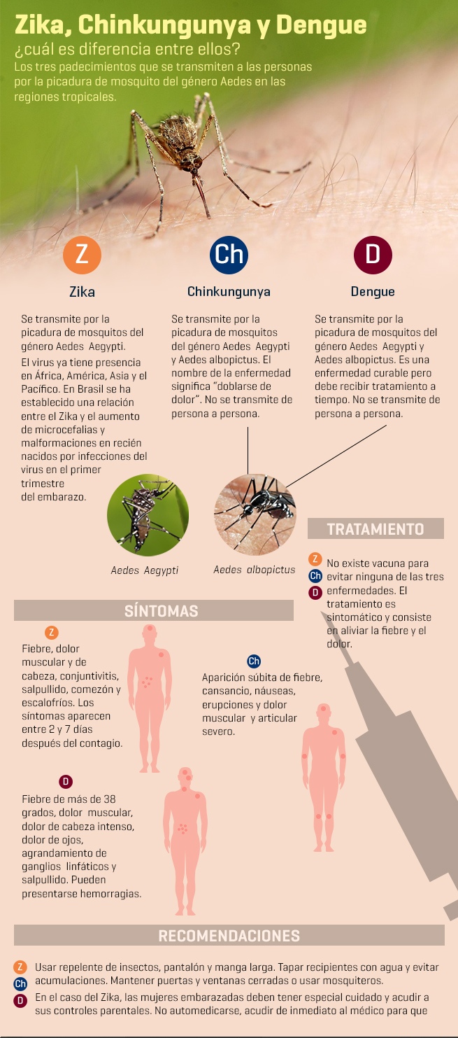 Zika vs. Chinkungunya vs. Dengue | Infografías en castellano
